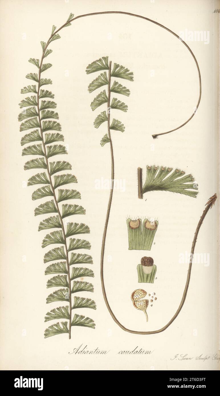 Walking maidenhair fern, Adiantum caudatum. Specimen discovered by ...