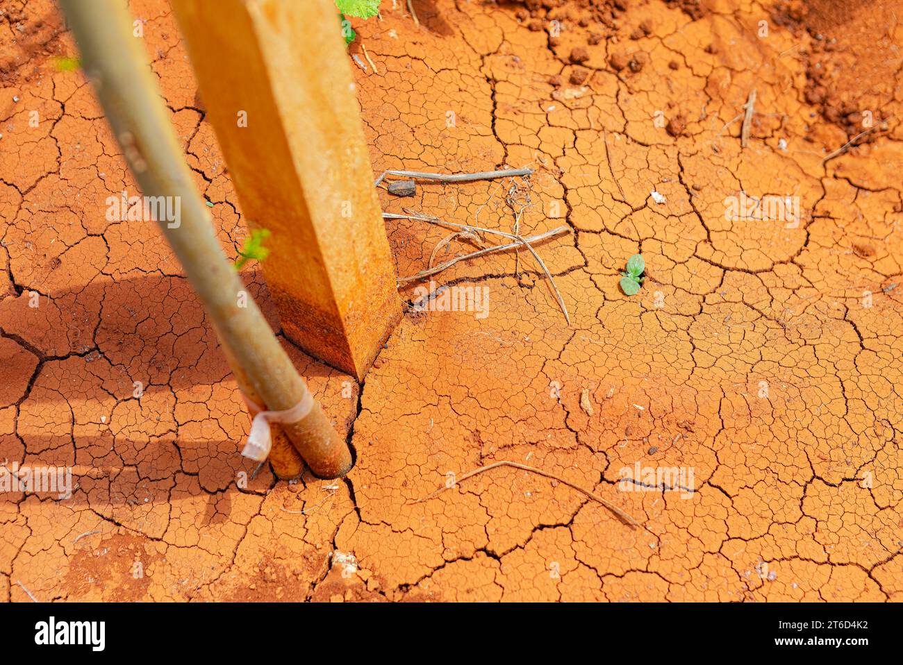 Tree trunk emerges from the cracked soil. The tree stands as a symbol ...