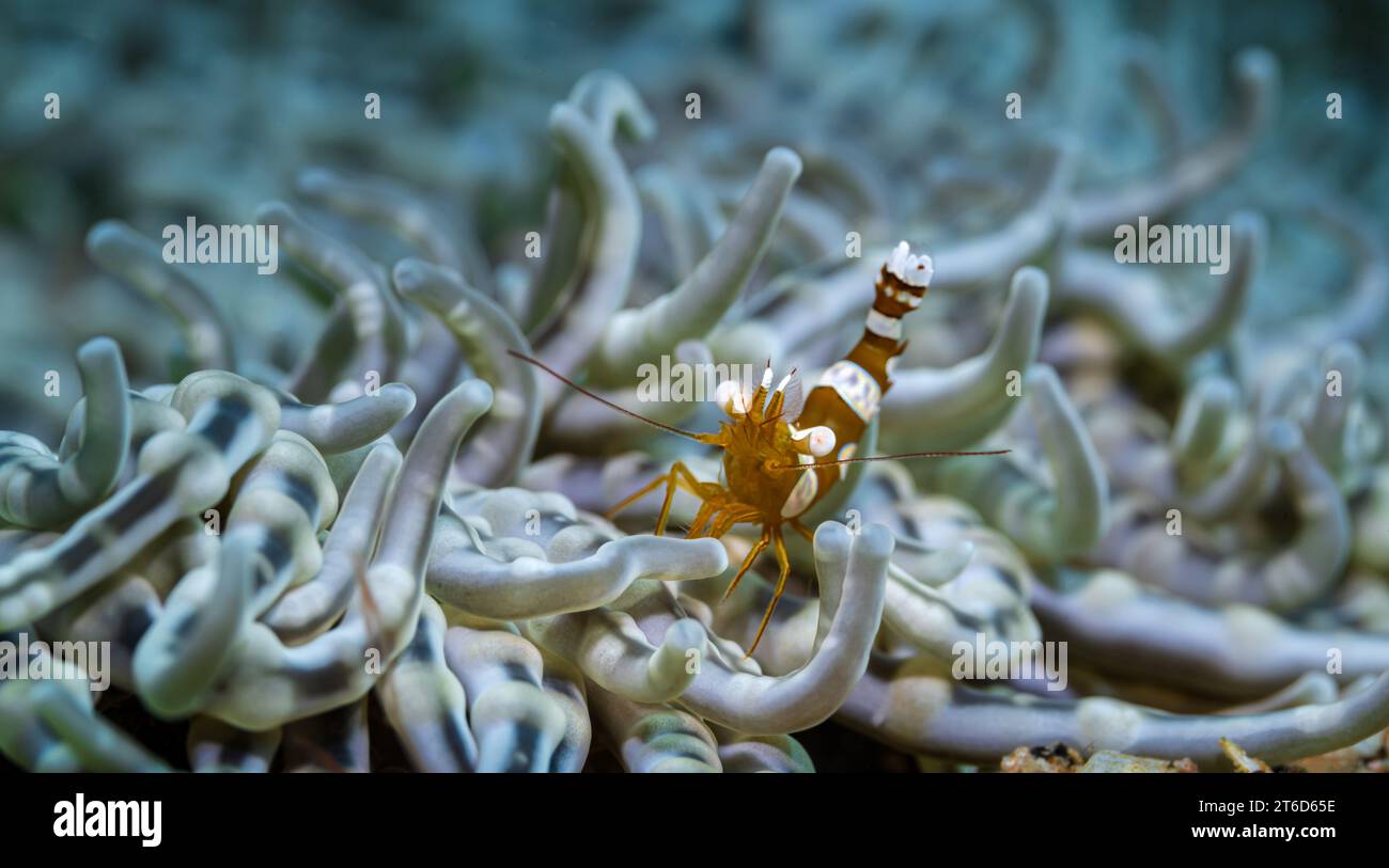 coral detail macro picture. Coral reef underwater life close-up ...