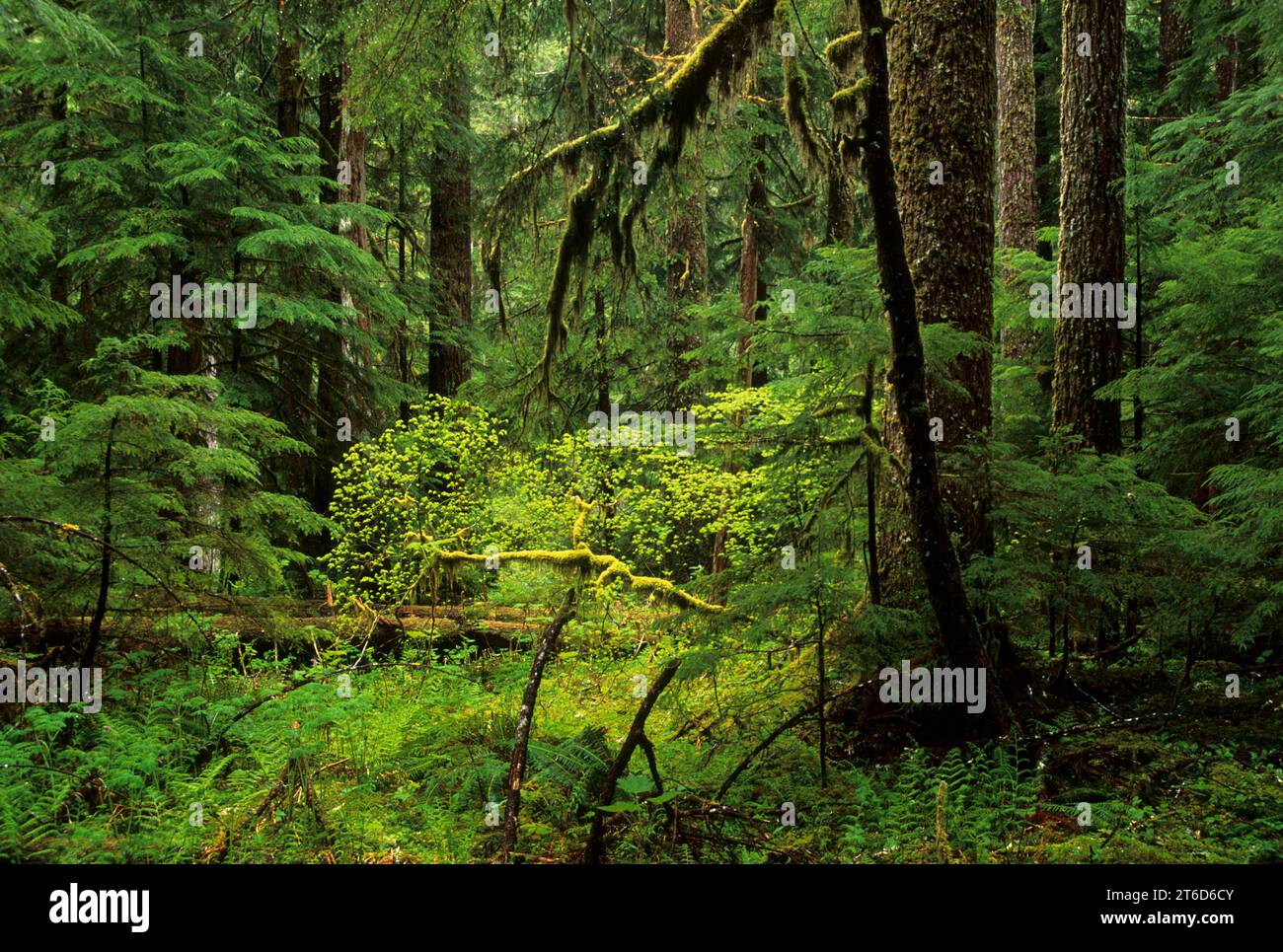 Ancient forest on Sol Duc Falls Trail, Olympic National Park ...