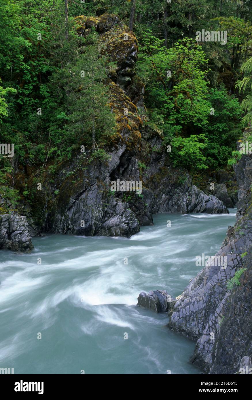 Goblins Gate, Olympic National Park, Washington Stock Photo - Alamy