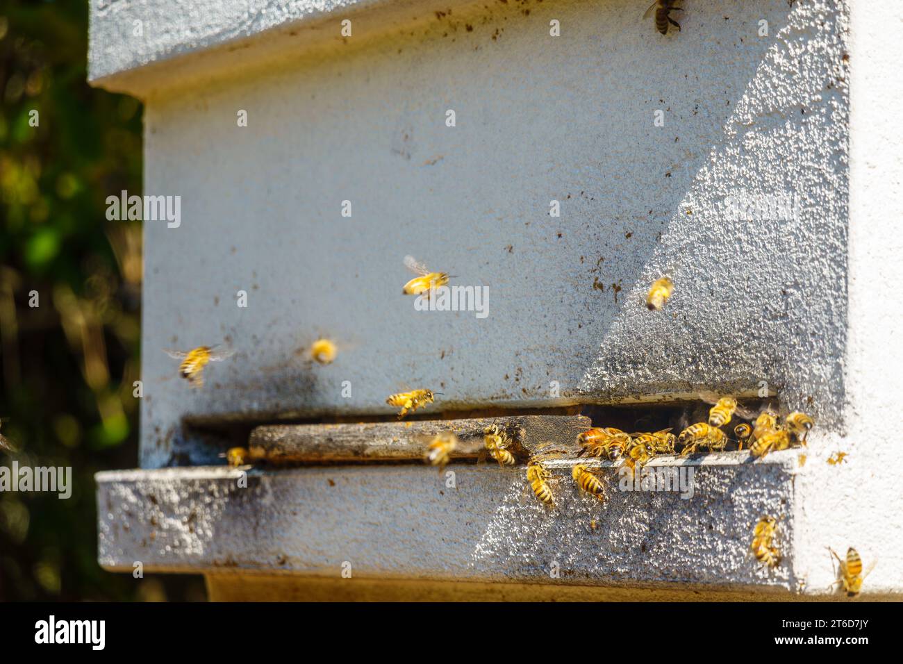 Bees buzzing around arriving and departing the entrance to hive in back ...
