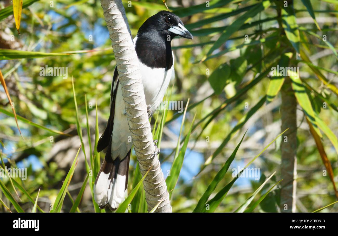 Bird of Australia, pied butcher bird on branch with green foliage ...