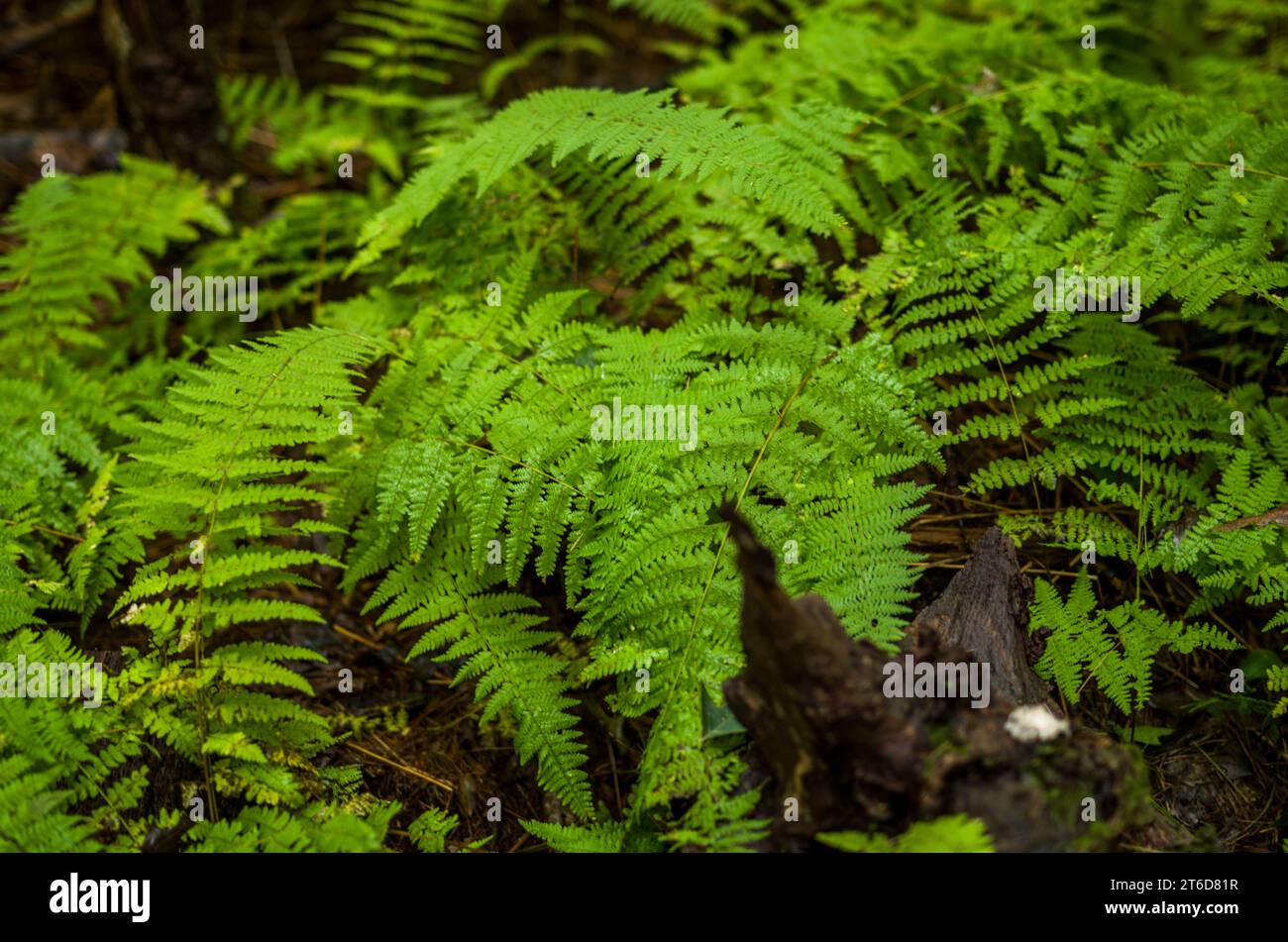 Native fern hi-res stock photography and images - Alamy