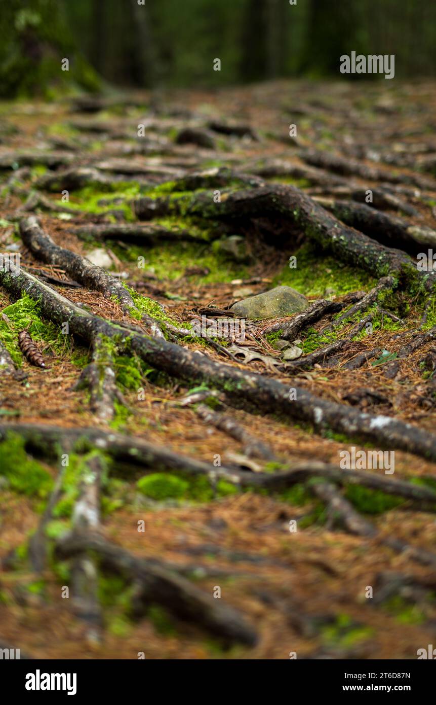 Low view of Tree Root Steps on a Pine Path in the Woods, MA Stock Photo ...