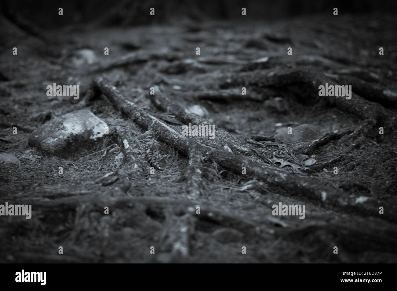 Tree Roots in Black and WHite in the Woods Stock Photo - Alamy