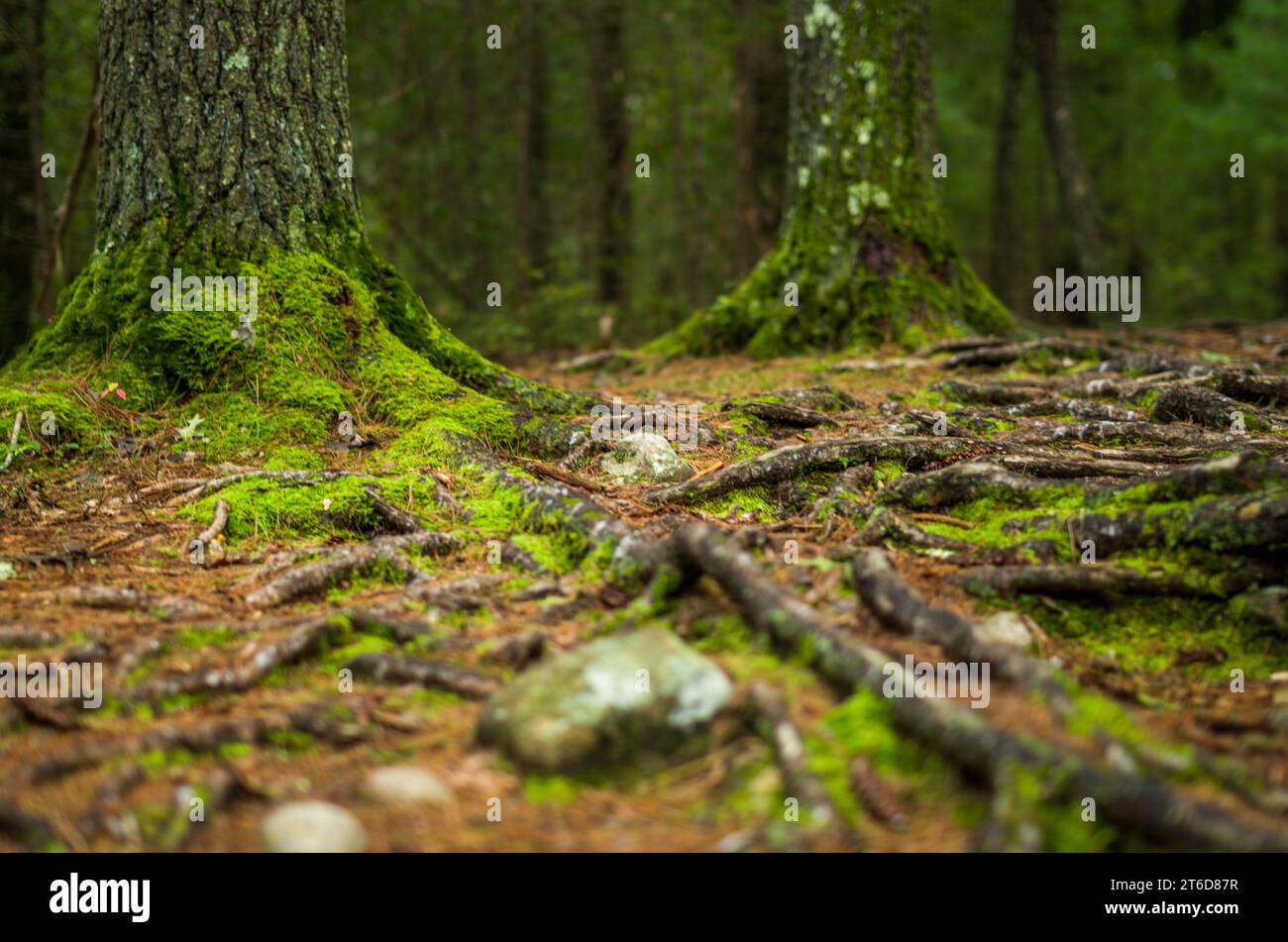 Walk in the woods awe hi-res stock photography and images - Alamy
