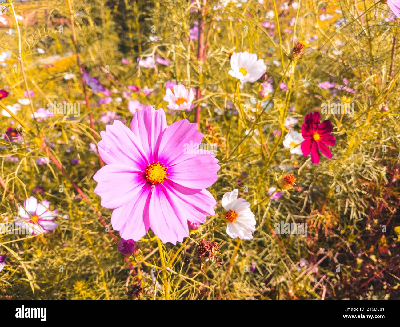 Beautiful cosmos flower blooming in the field on nature background ...