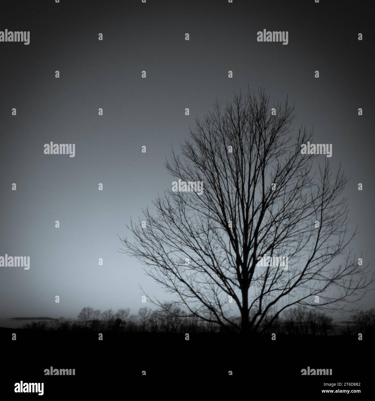 Worcester massachusetts tree hi-res stock photography and images - Alamy