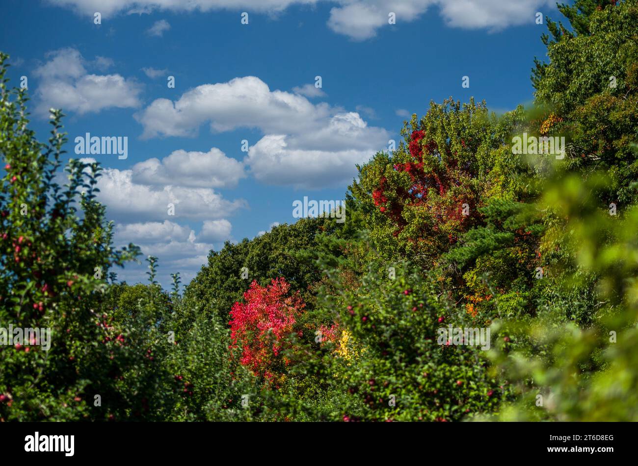 Fall Colors and Clouds on the Farm, MA, USa Stock Photo - Alamy