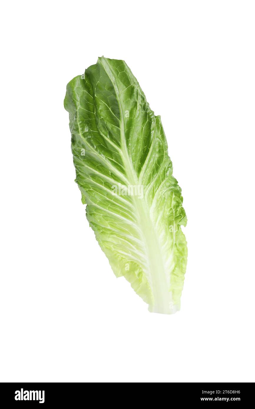 Fresh leaf of green romaine lettuce isolated on white Stock Photo - Alamy