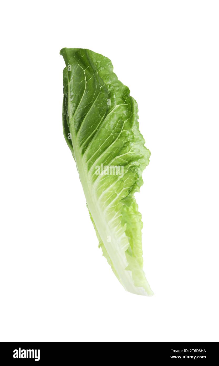 Fresh leaf of green romaine lettuce isolated on white Stock Photo - Alamy