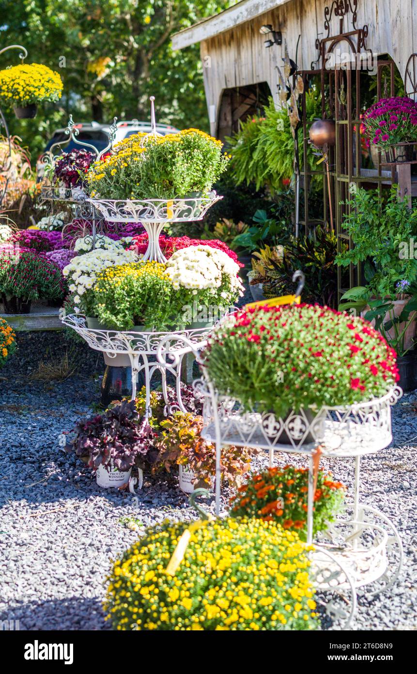 Mums for sale hi-res stock photography and images - Alamy