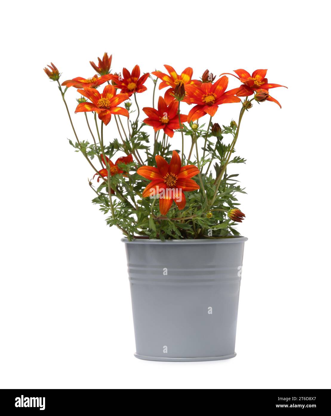 Beautiful bidens ferulifolia flowers in grey pot isolated on white ...