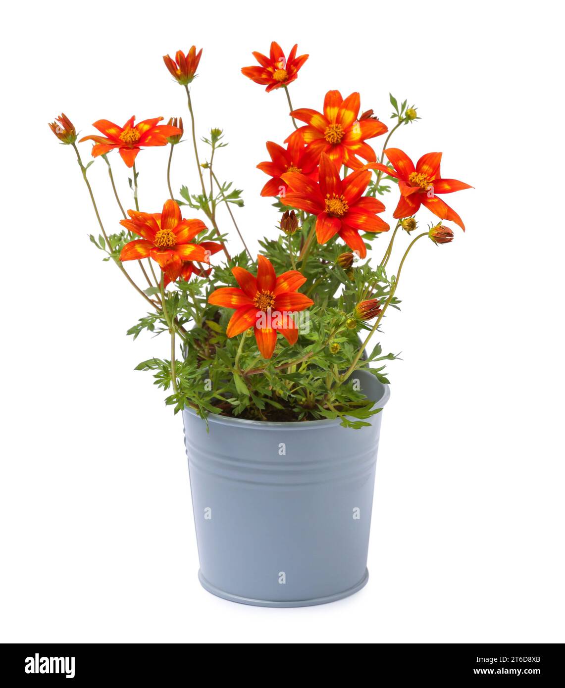 Beautiful bidens ferulifolia flowers in grey pot isolated on white ...