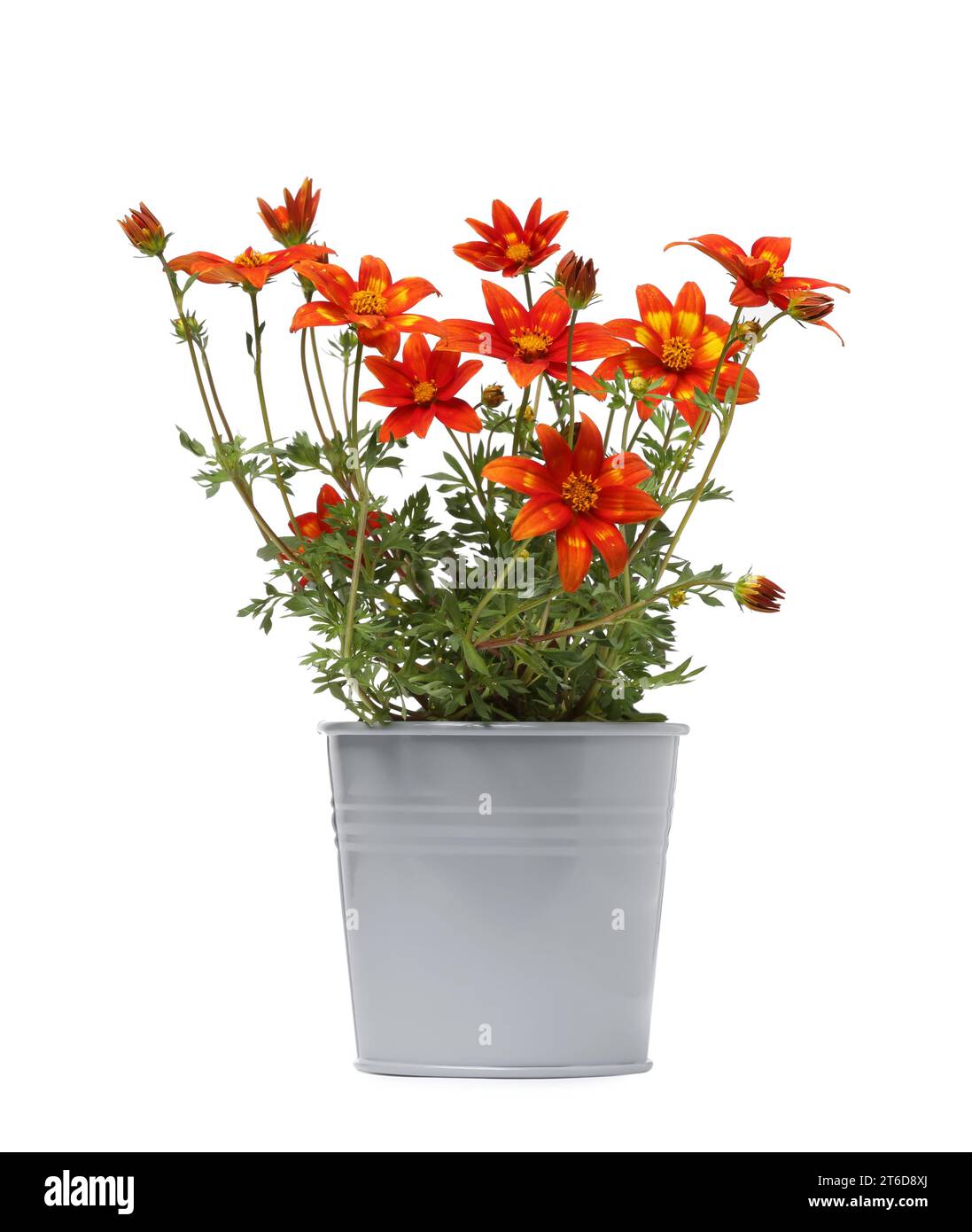 Beautiful bidens ferulifolia flowers in grey pot isolated on white ...
