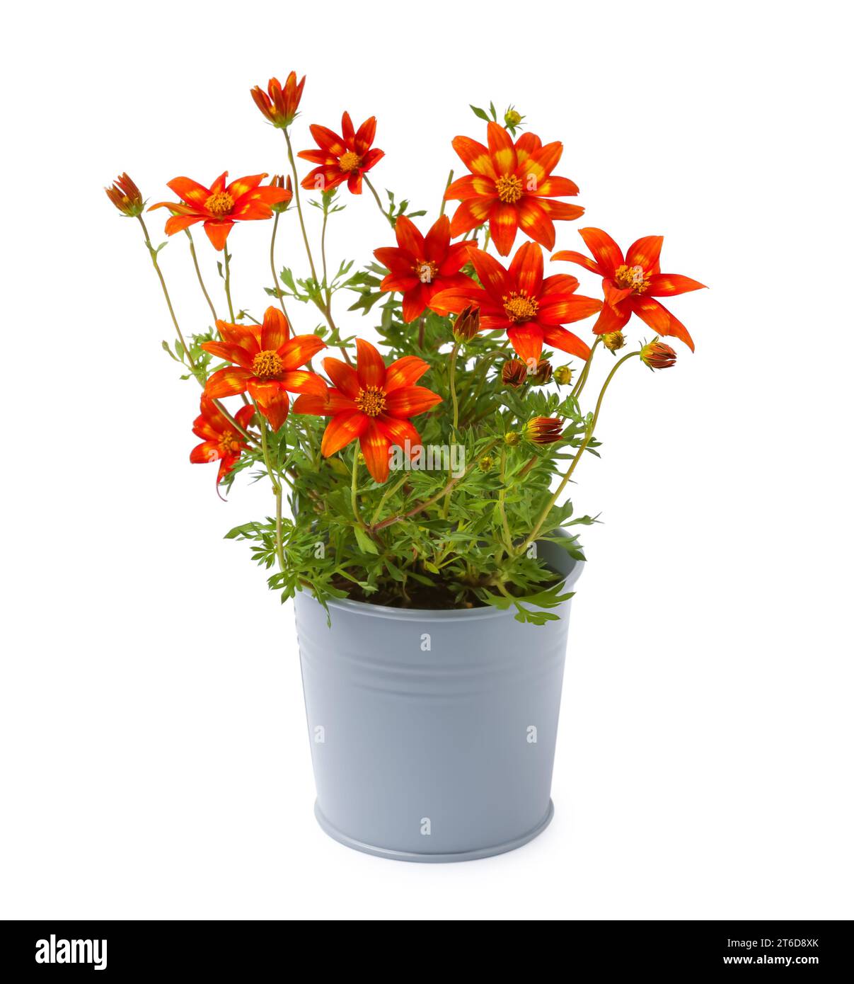Beautiful bidens ferulifolia flowers in grey pot isolated on white ...