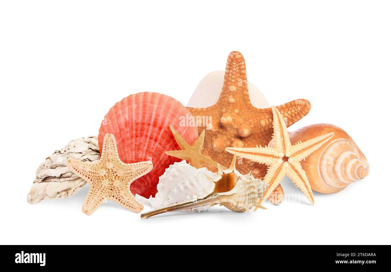 Sea stars shells on Cut Out Stock Images & Pictures - Alamy