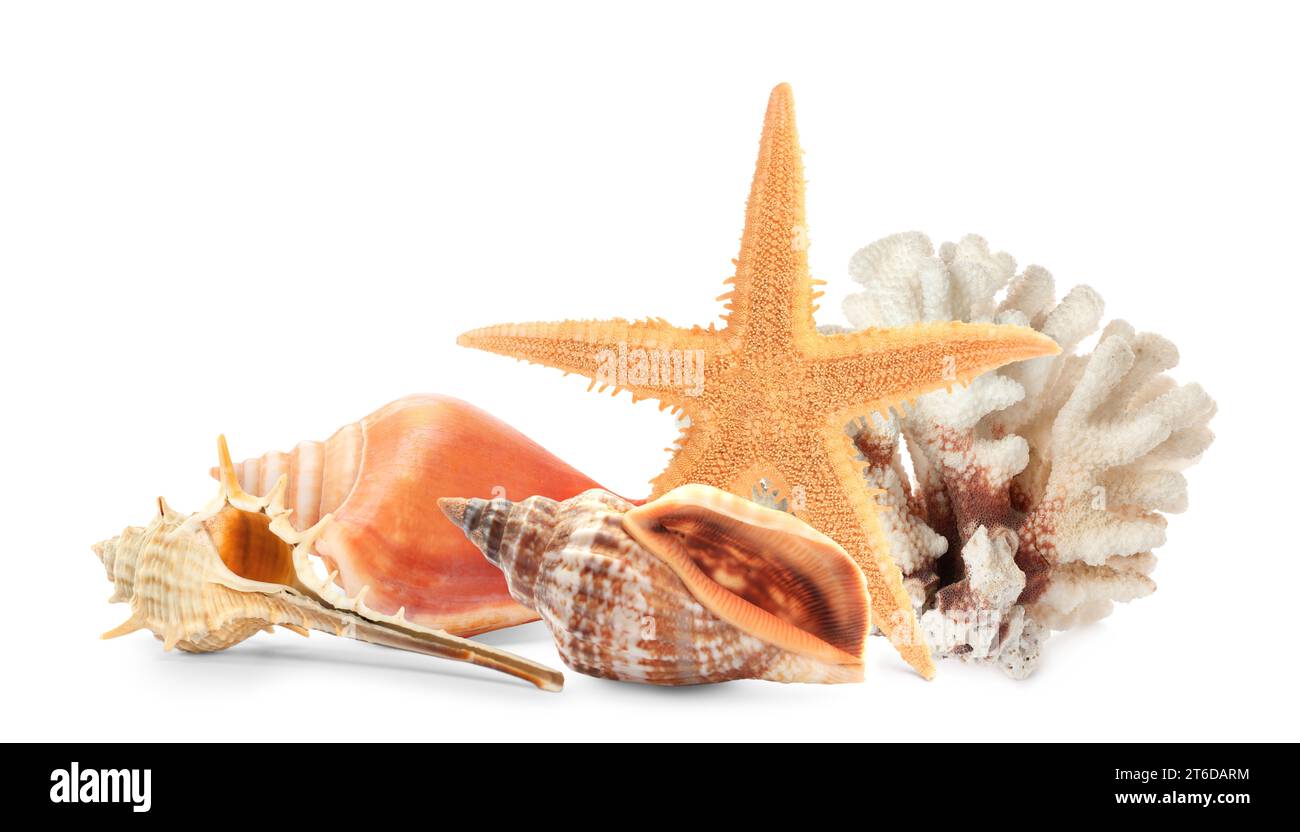 Sea star, shells and coral isolated on white Stock Photo - Alamy