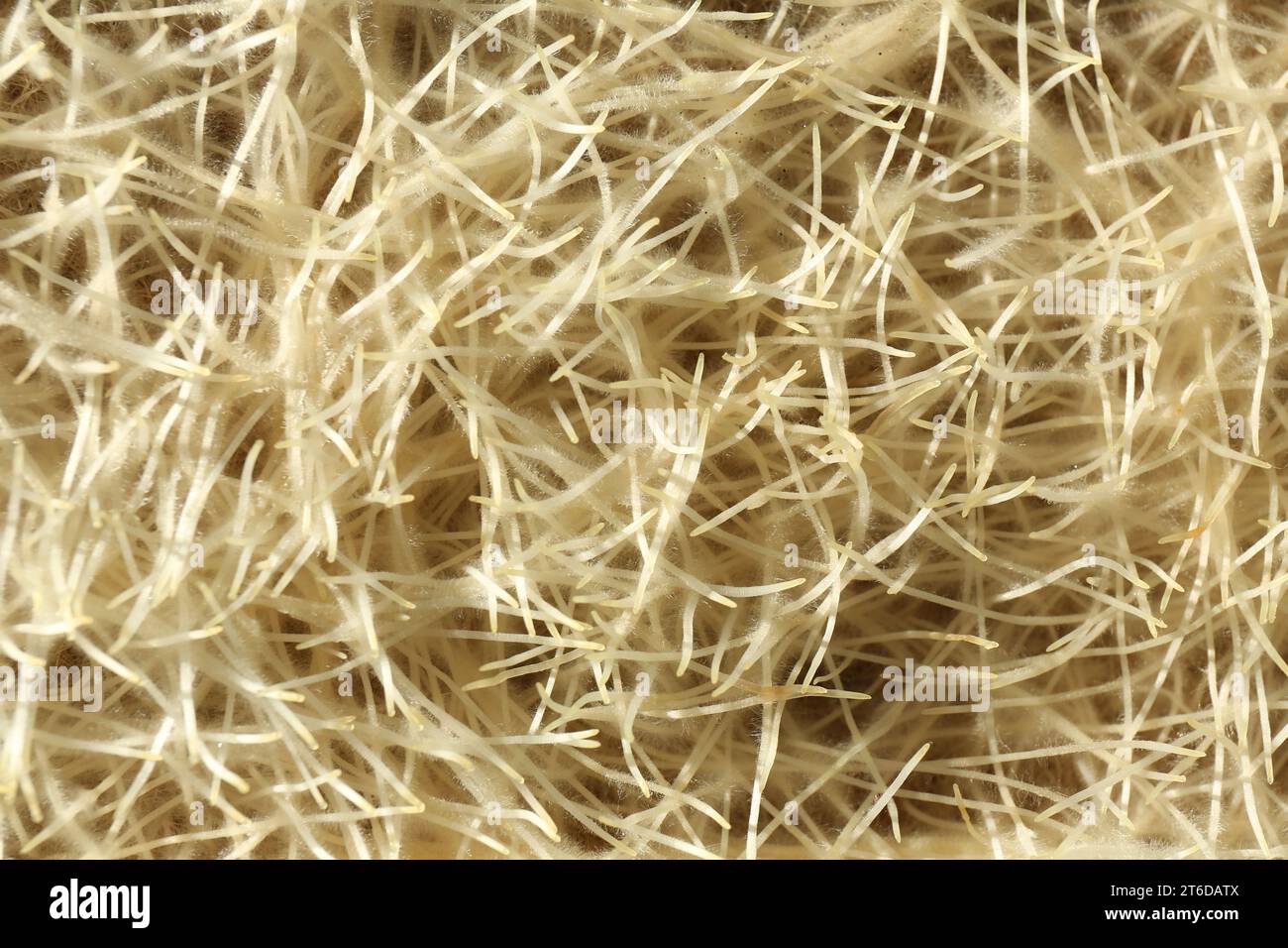 Growing microgreens. Many sprouted wheat roots as background, top view ...