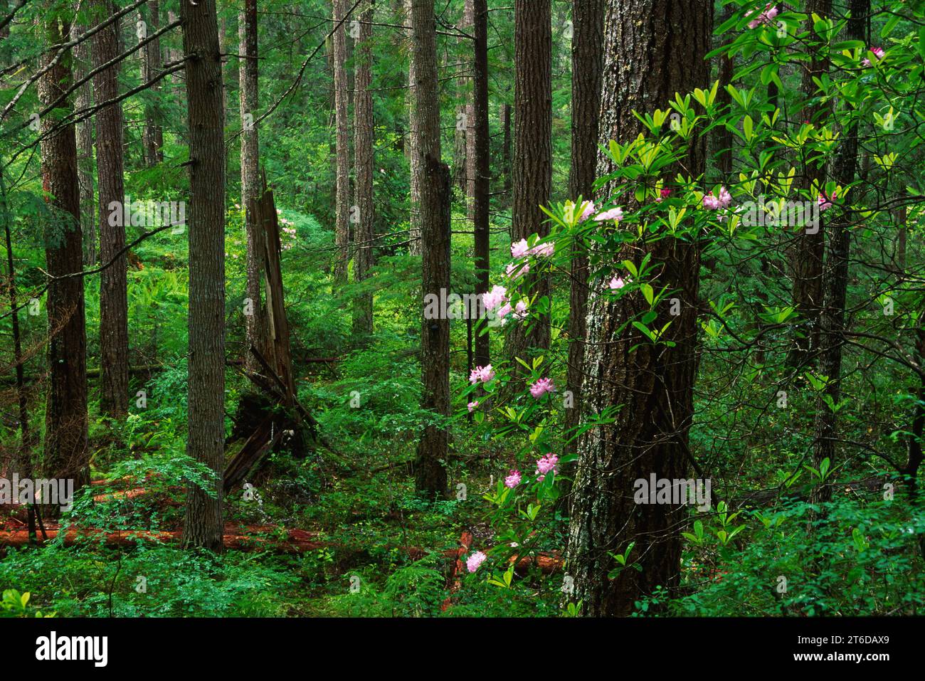 Pacific rhododendron (Rhododendron macrophyllum) in forest on Mt Walker ...