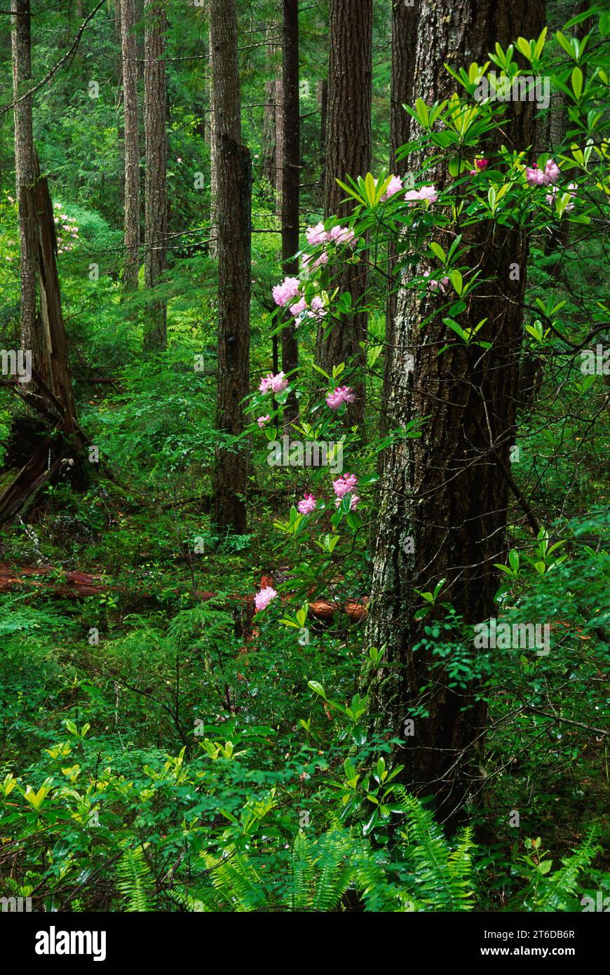 Pacific rhododendron (Rhododendron macrophyllum) in forest on Mt Walker ...