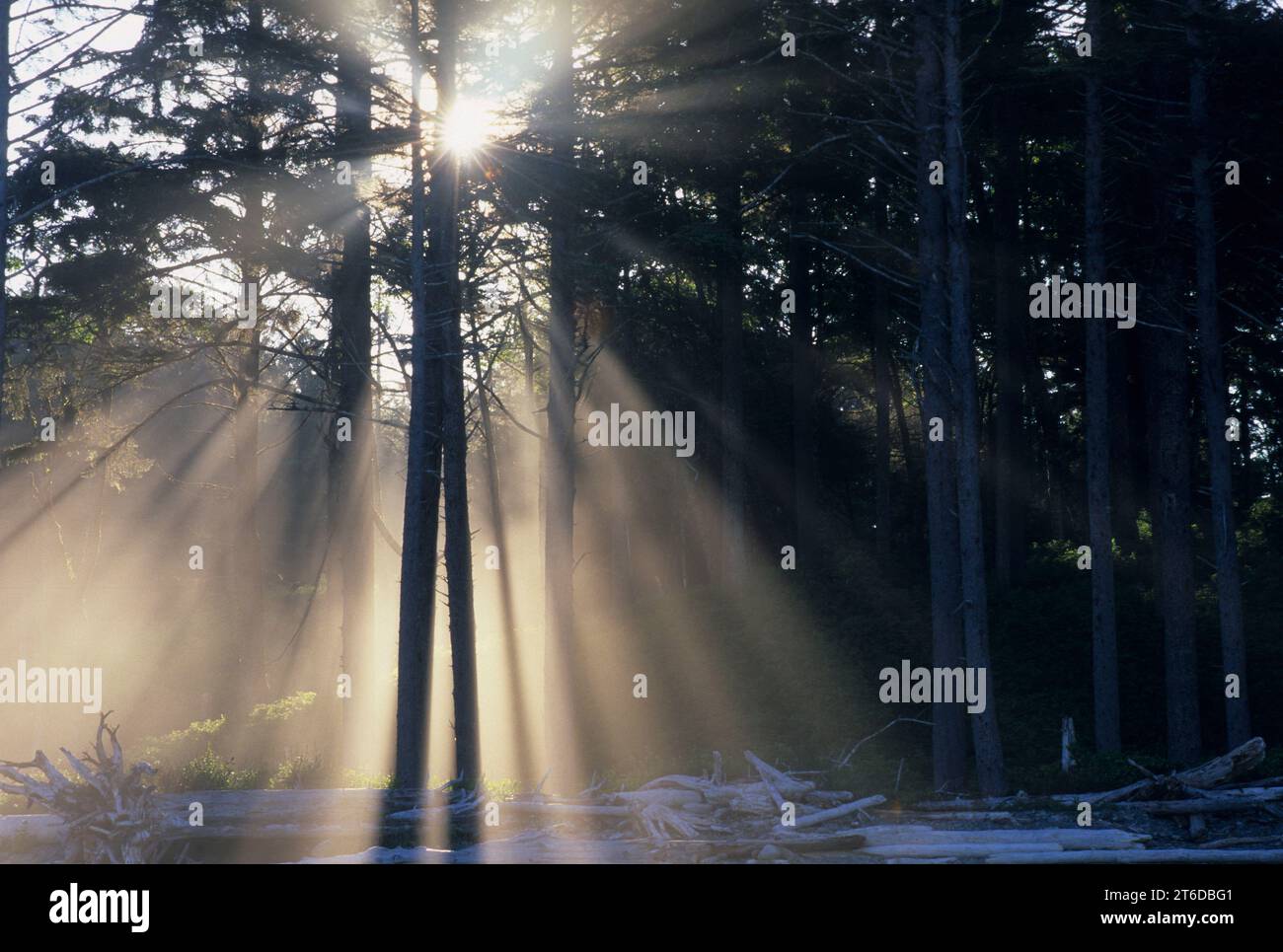 Coastal fog with sun rays at Ruby Beach, Olympic National Park ...