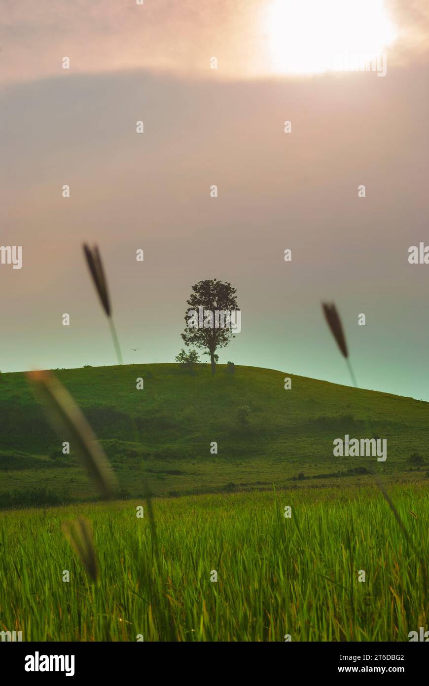 Distant backdrop of lush greenery hi-res stock photography and images ...