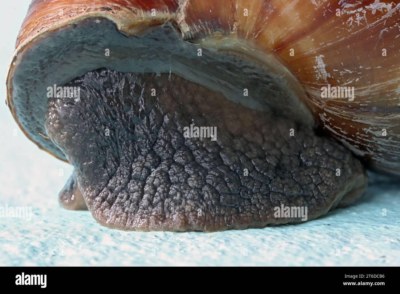 Ventral foot hi-res stock photography and images - Alamy