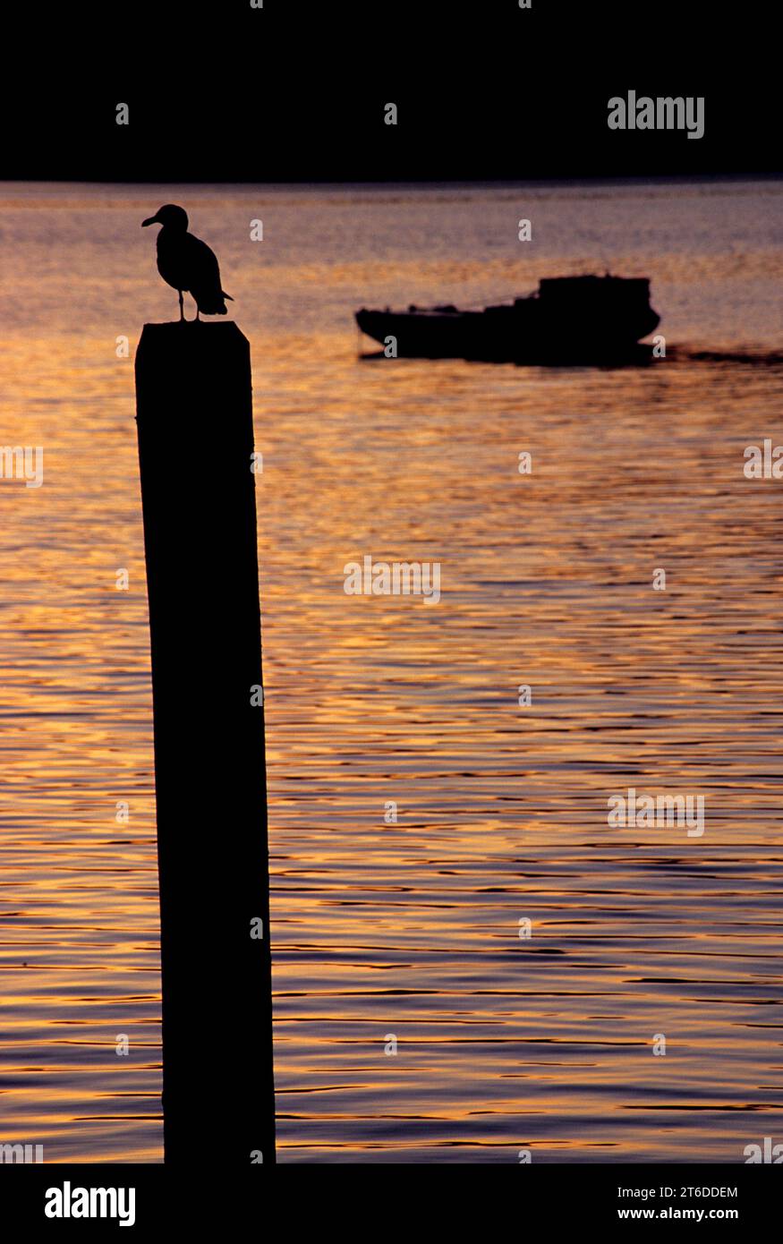 Gull on piling, Waterfront Park, Allyn, Washington Stock Photo - Alamy