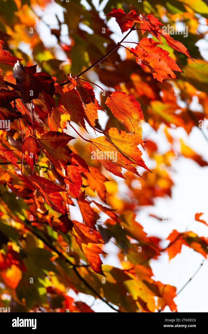 Maple tree foliage showing autumn colors and illuminated by the sun in the background in Trout ...