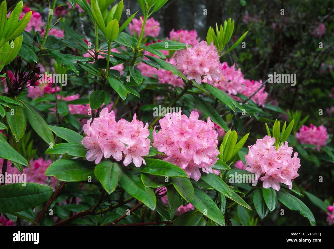Pacific rhododendron (Rhododendron macrophyllum), Green Mountain State ...