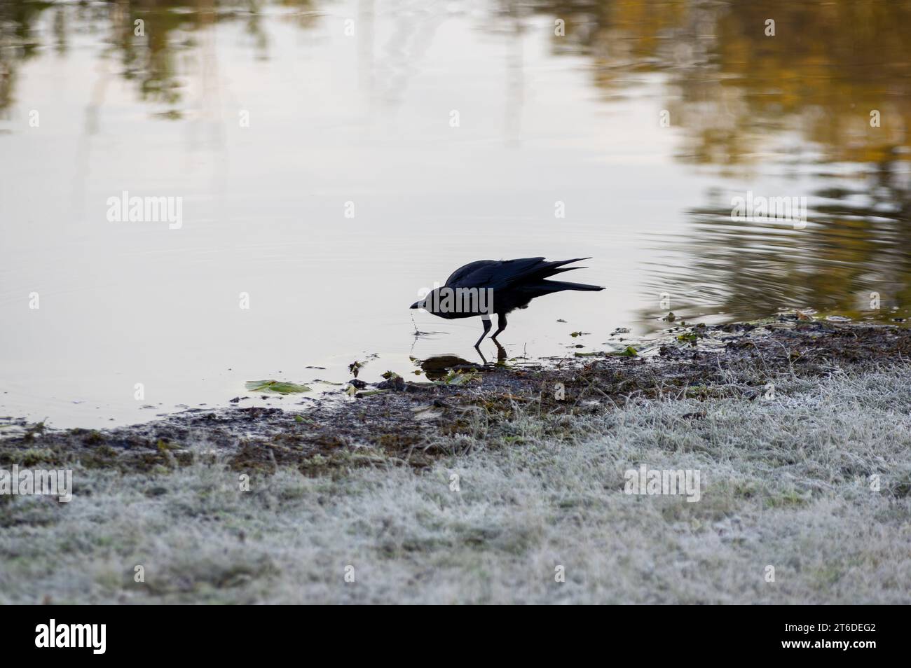 A crow drinking water with its beak at the shore of Trout Lake ...
