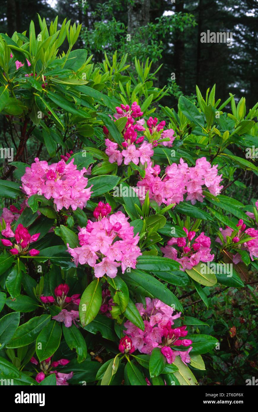 Pacific rhododendron (Rhododendron macrophyllum), Green Mountain State ...