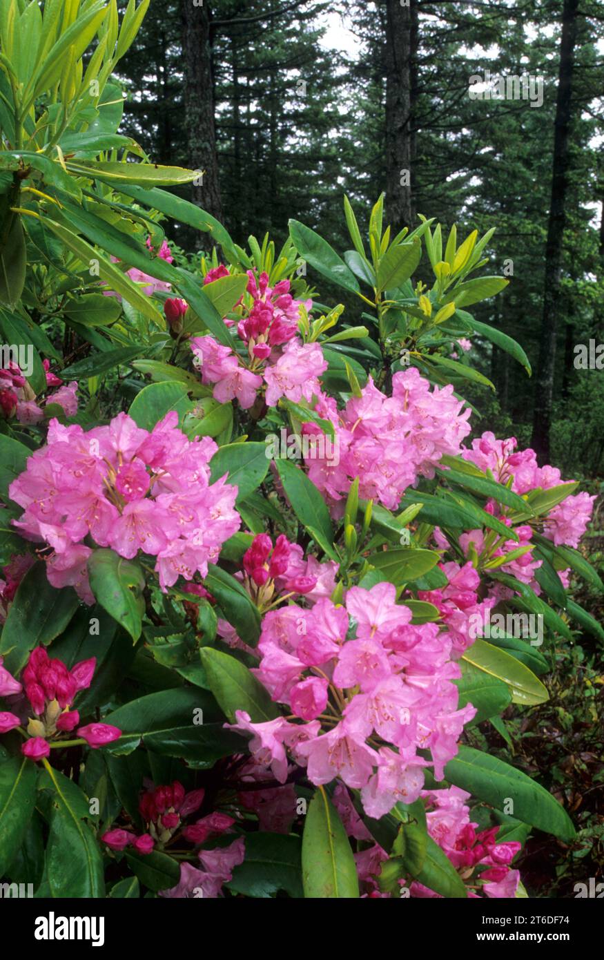 Pacific rhododendron (Rhododendron macrophyllum), Green Mountain State ...