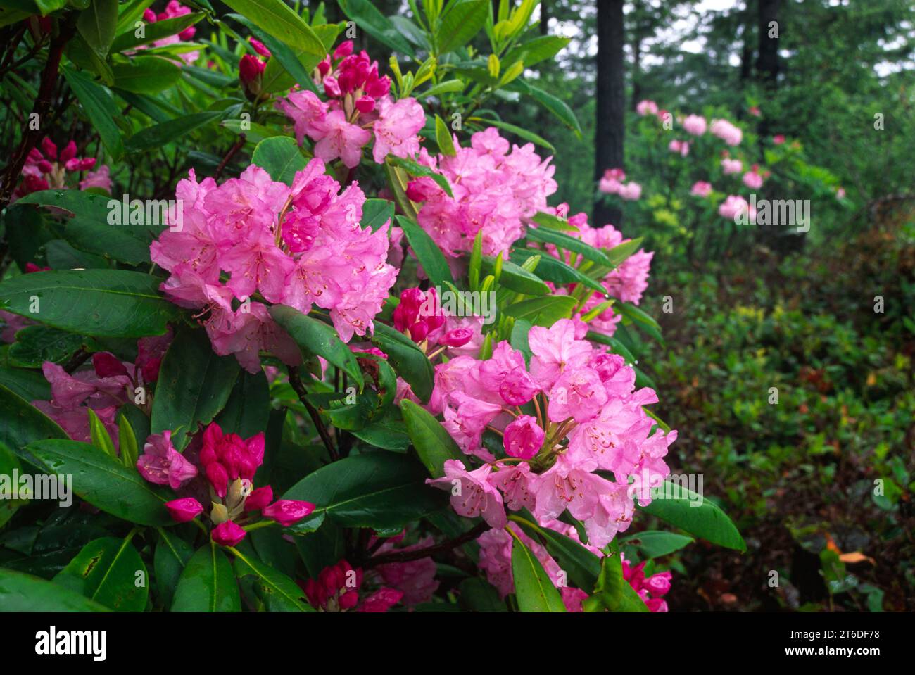 Pacific rhododendron (Rhododendron macrophyllum), Green Mountain State ...