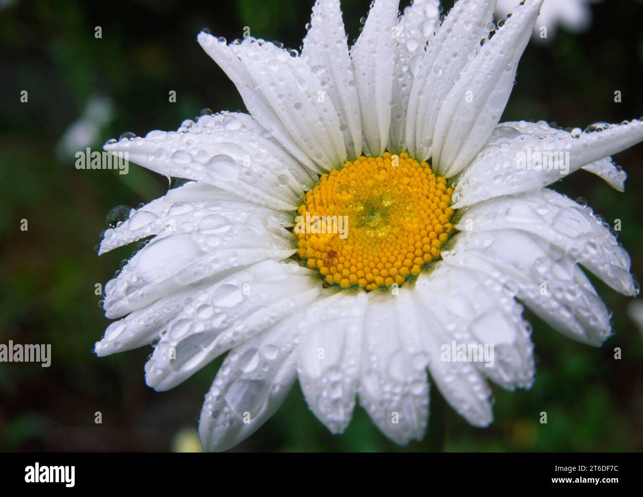 The mountain daisy hi-res stock photography and images - Alamy
