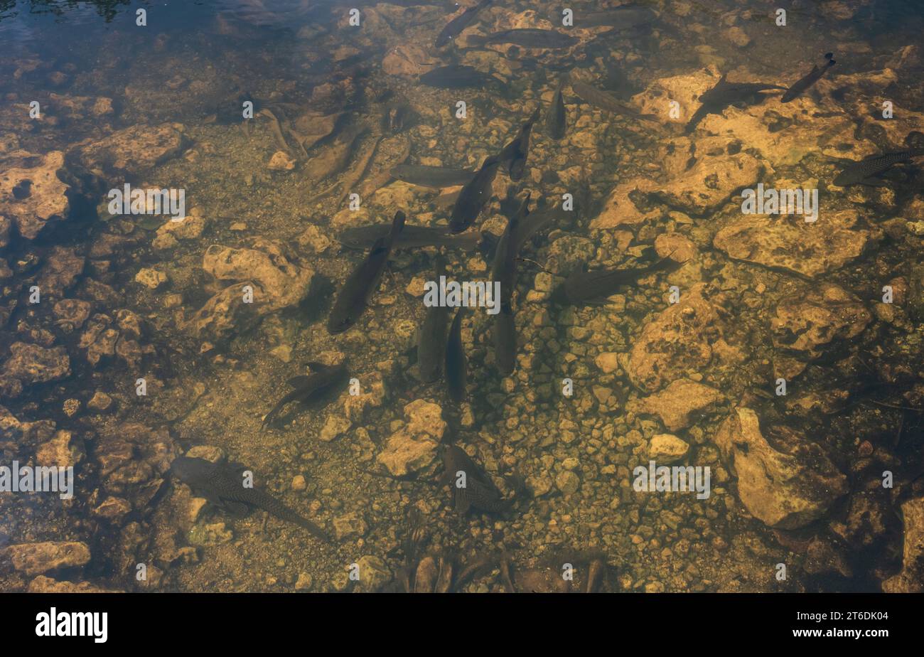 Fish Swim In A Group In Clear Marsh Water in Everglades Stock Photo - Alamy