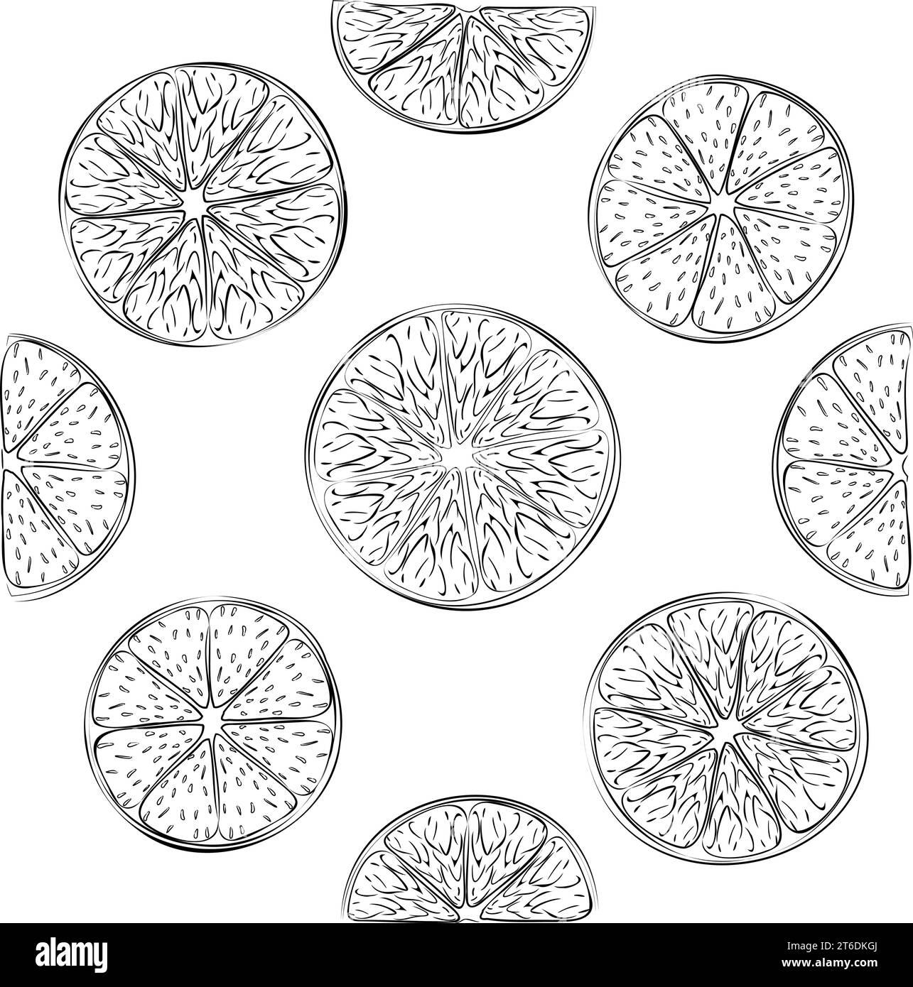 Line art illustration of fresh lime slices. Vector illustration of ...