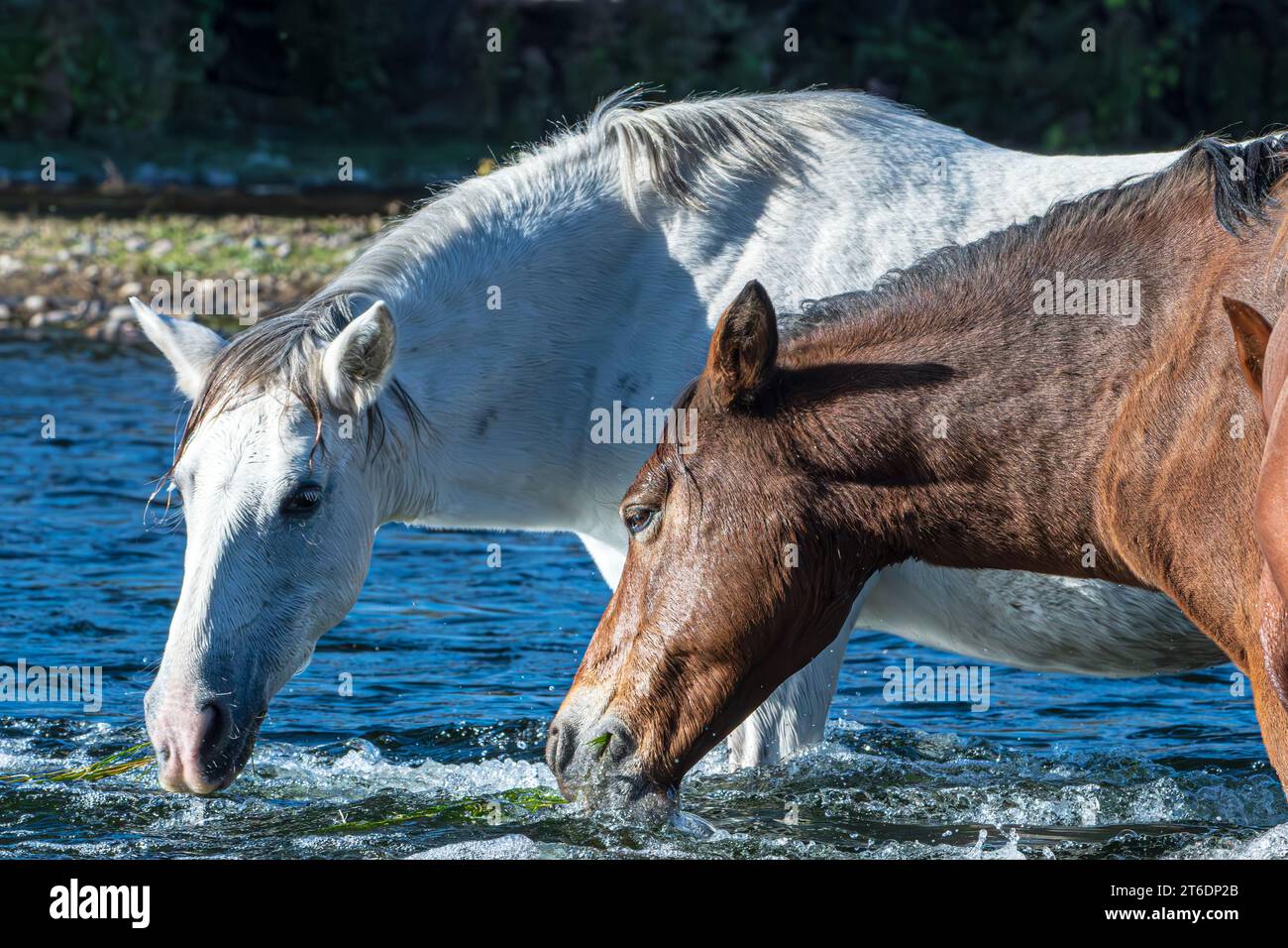Wildhorseadventures hi-res stock photography and images - Alamy