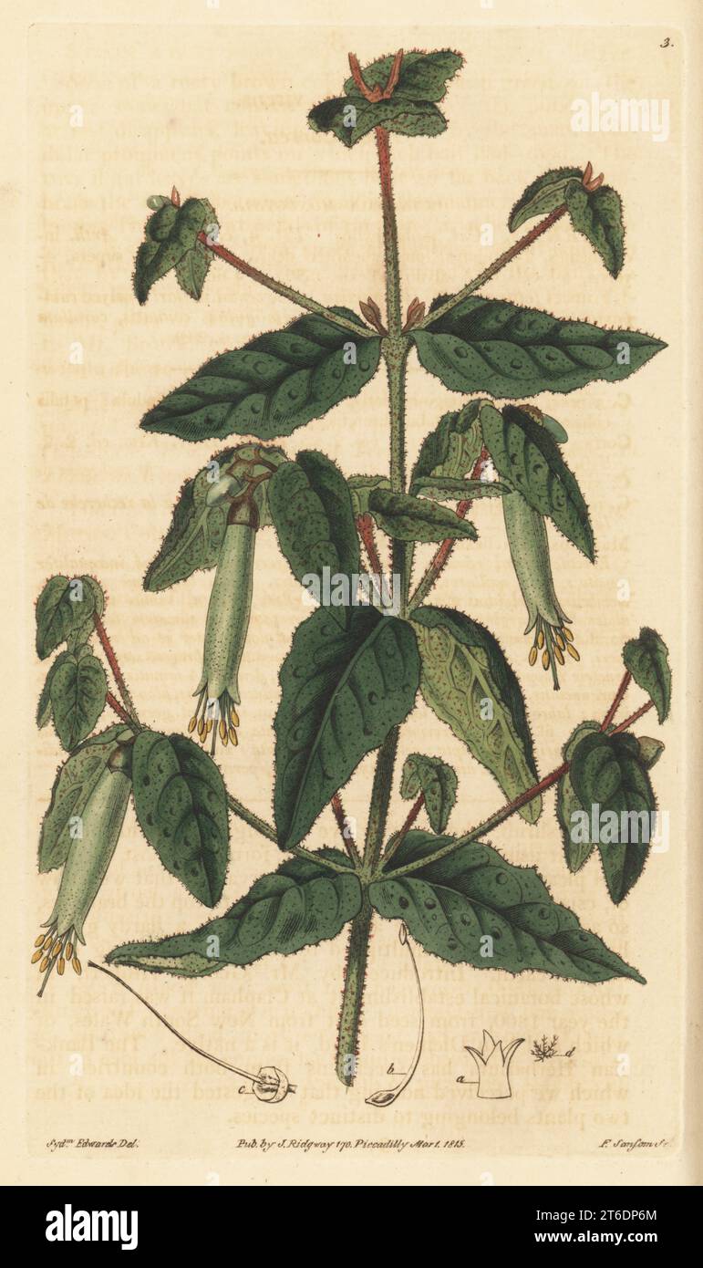 Native fuchsia or common correa, Correa reflexa. Native to Australia ...