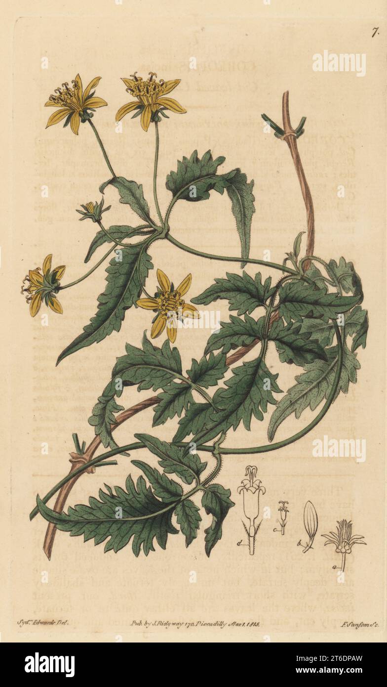 Cut-leaved coreopsis, Coreopsis incisa. Native of Jamaica and the West ...