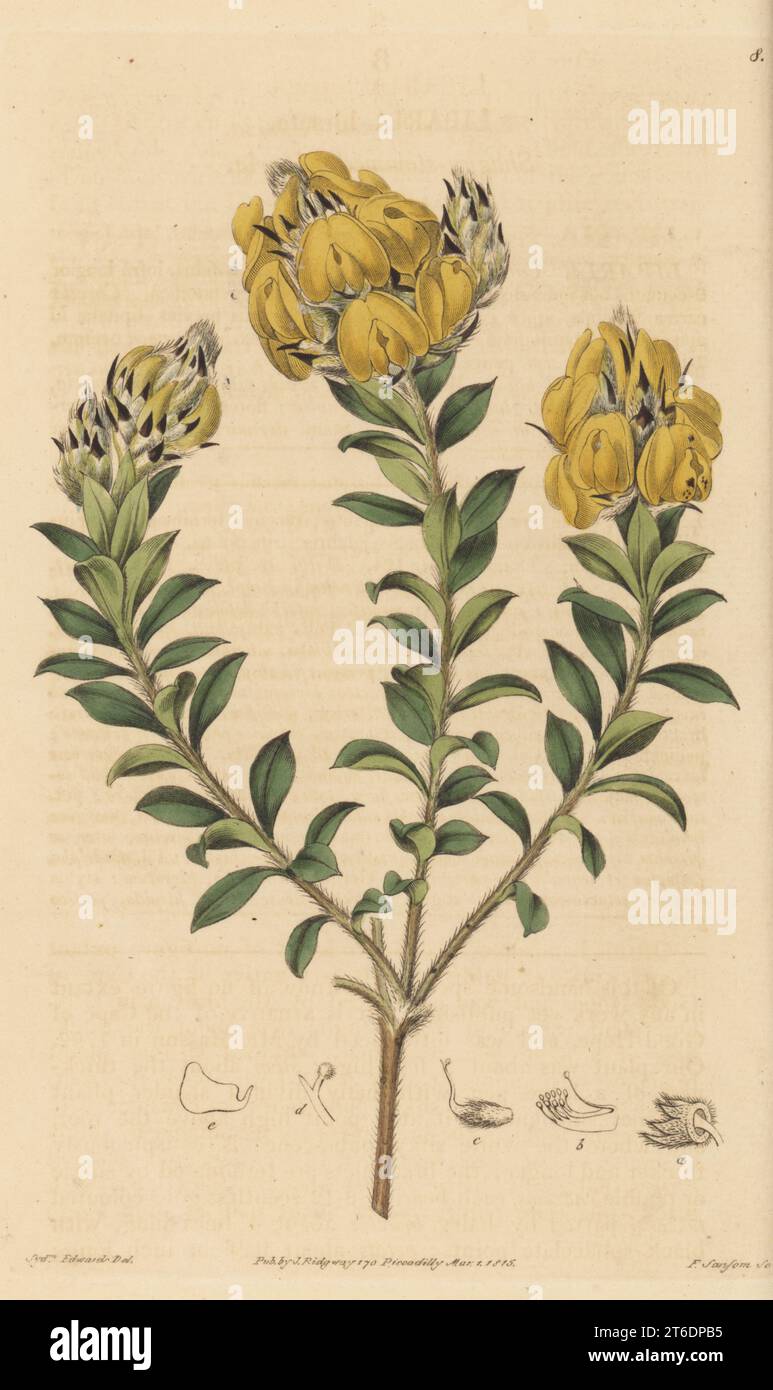 Shaggy-stemmed liparia, Liparia hirsuta. Native of South Africa, sent ...