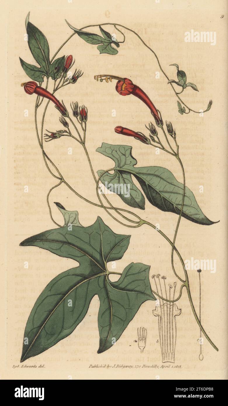 Comtesse salisbury hi-res stock photography and images - Alamy