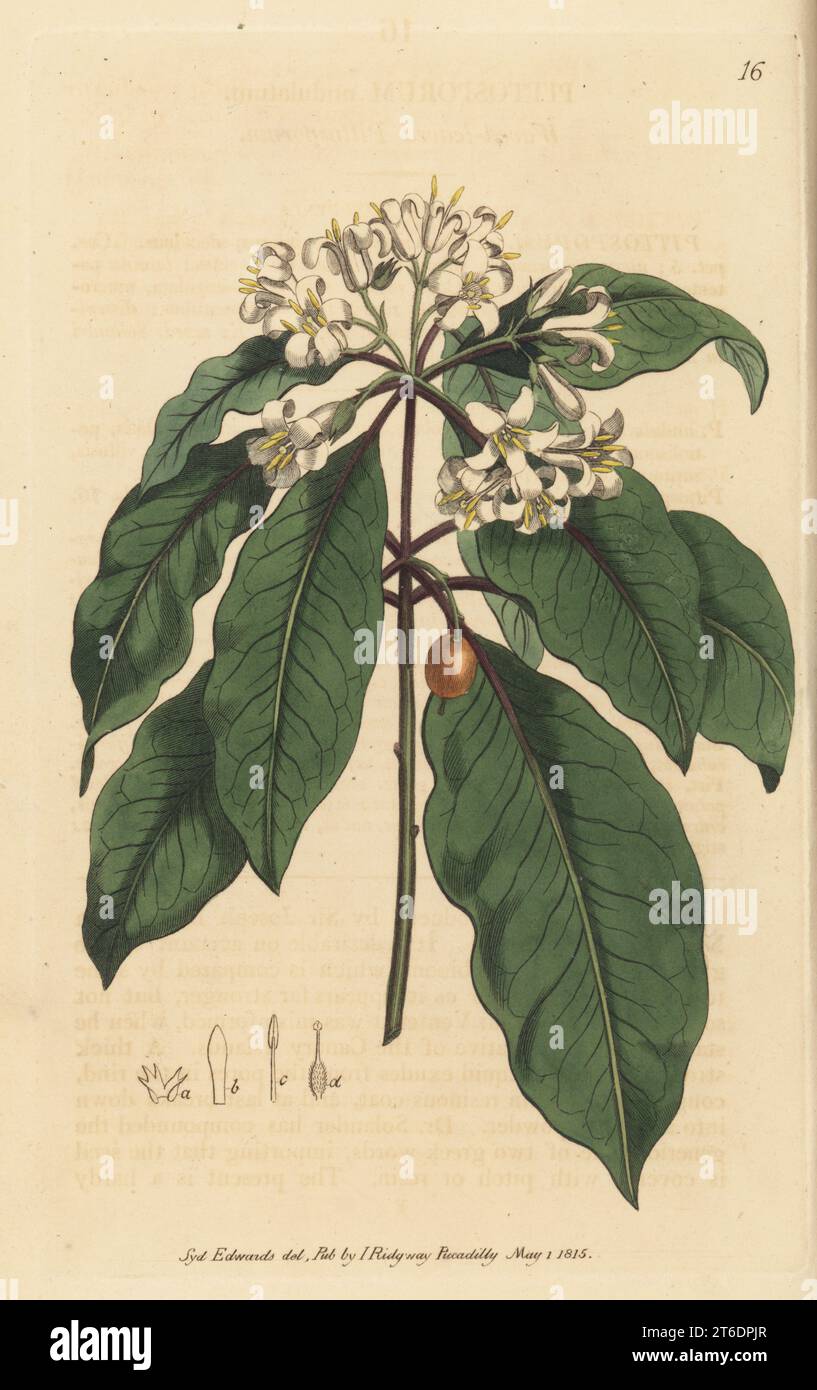 Pittosporum Undulatum