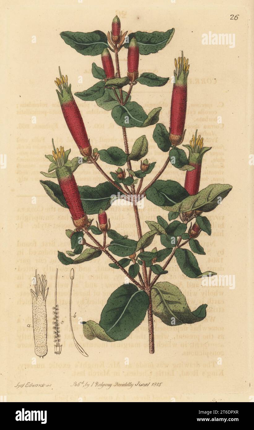 Dr daniel solander hi-res stock photography and images - Alamy