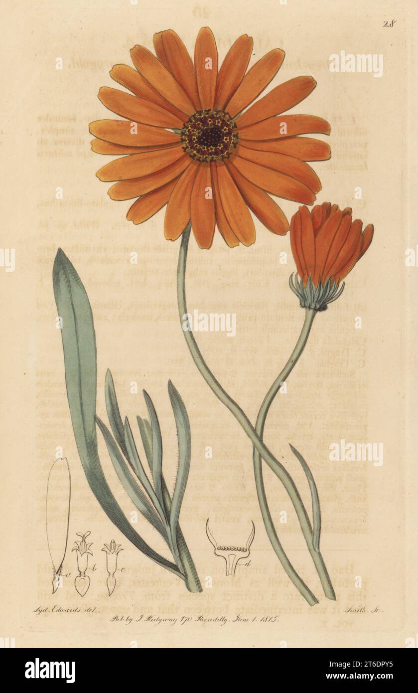 Cape marigold, Dimorphotheca tragus. Native of South Africa, introduced ...