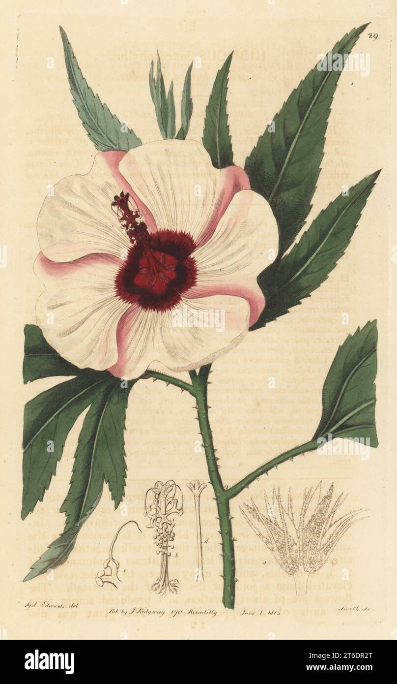 Native rosella or various-leaved hibiscus, Hibiscus heterophyllus ...