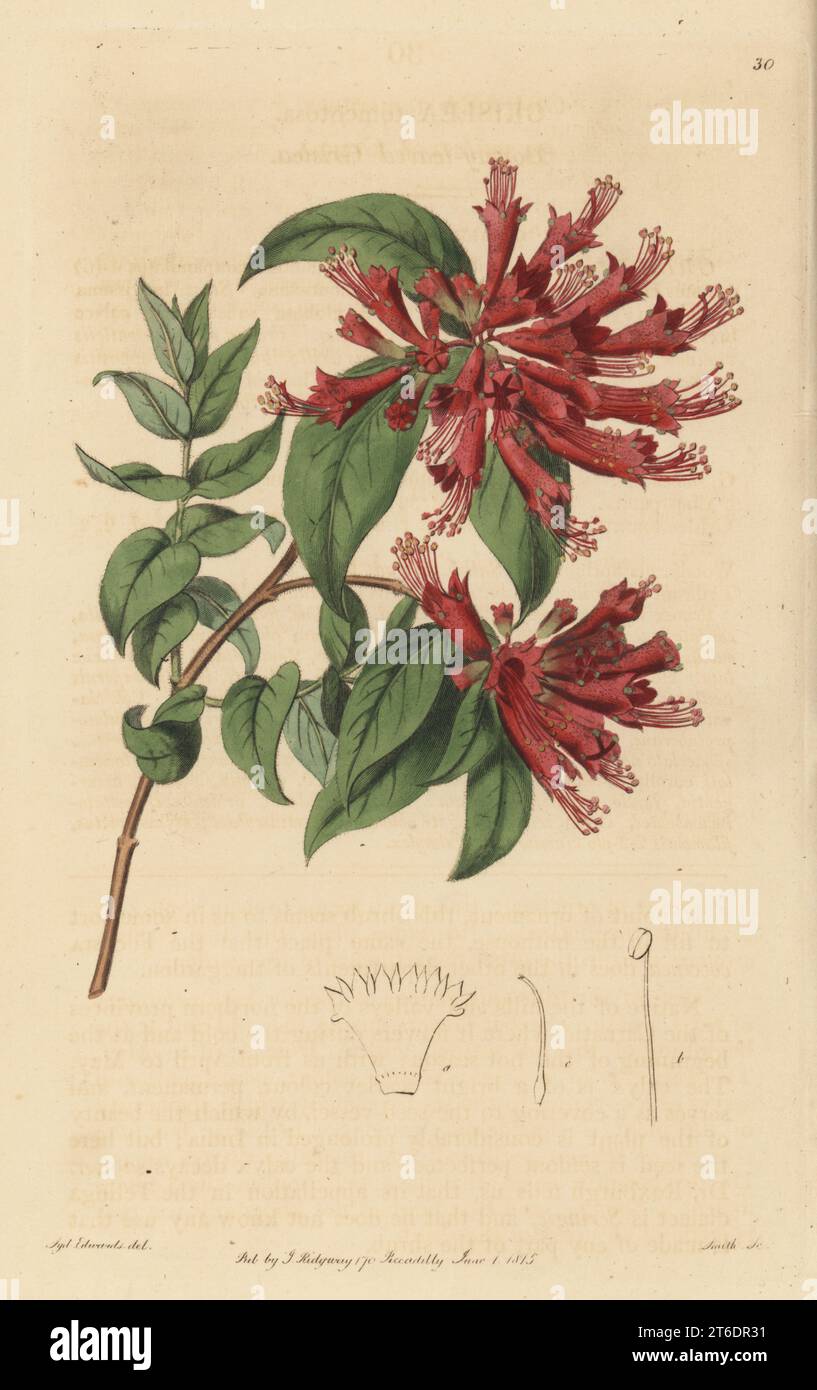 Woodfordia fruticosa. Native of the Carnatic region (Karnatac), India ...