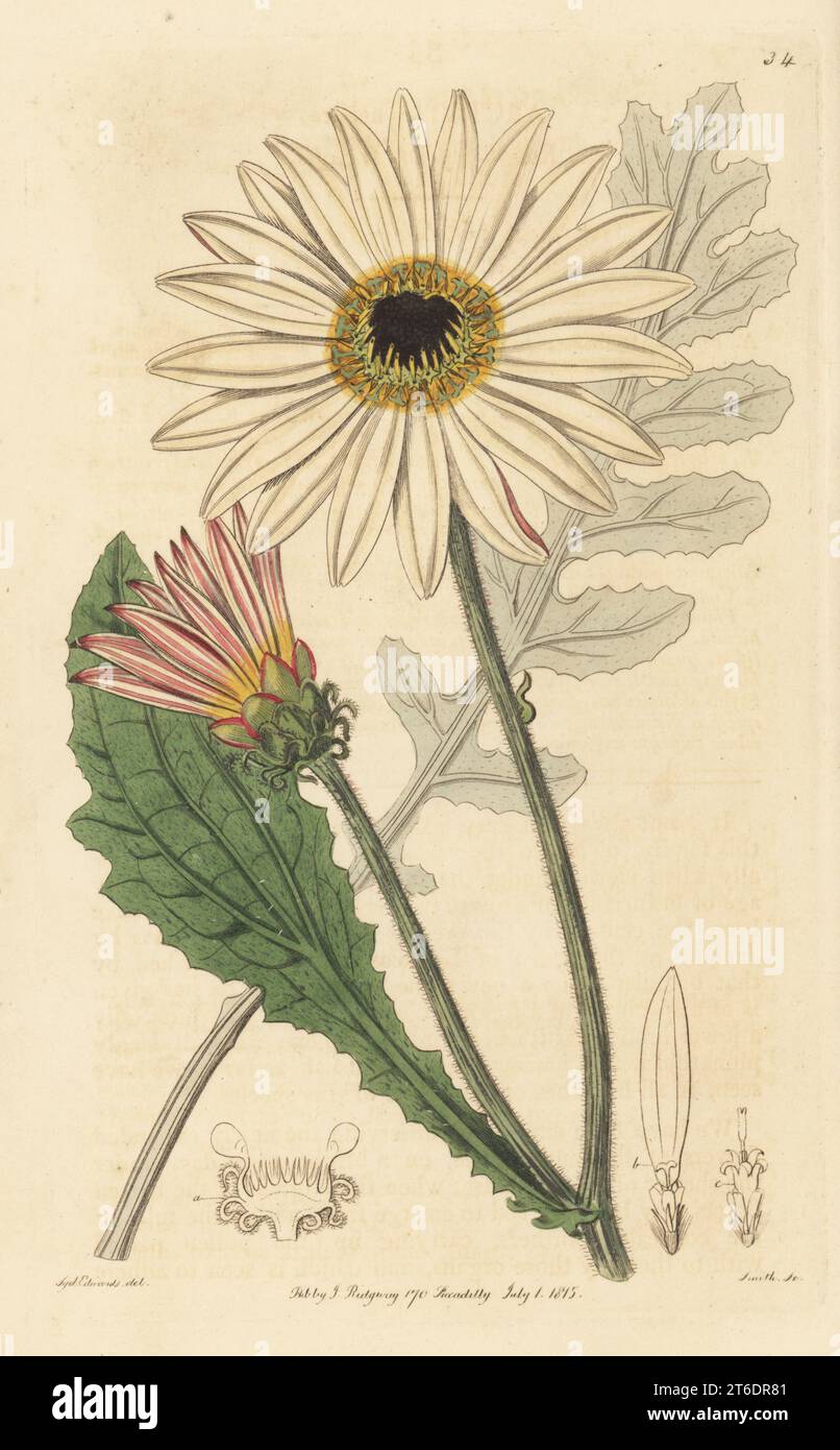 African daisy, gousblom or rough-leaved arctotis, Arctotis aspera ...